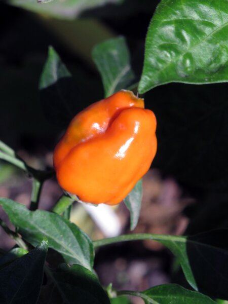 Wilde chili zaden kopen – ontdek originele oer-chili's