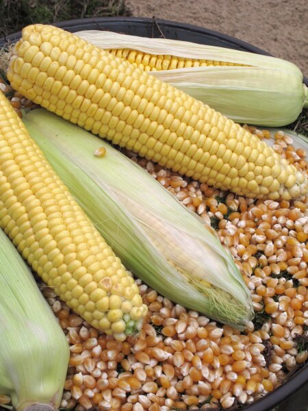 Maïs zaden