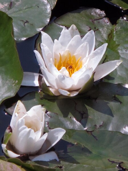 Zaden voor water- en moerasplanten