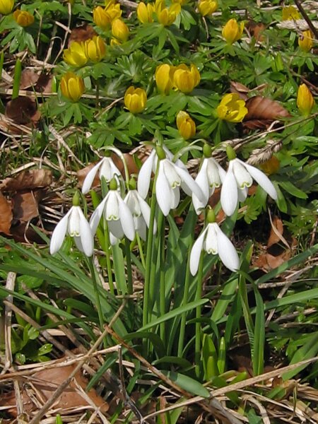 Was kan er in maart in de volle grond worden gezaaid