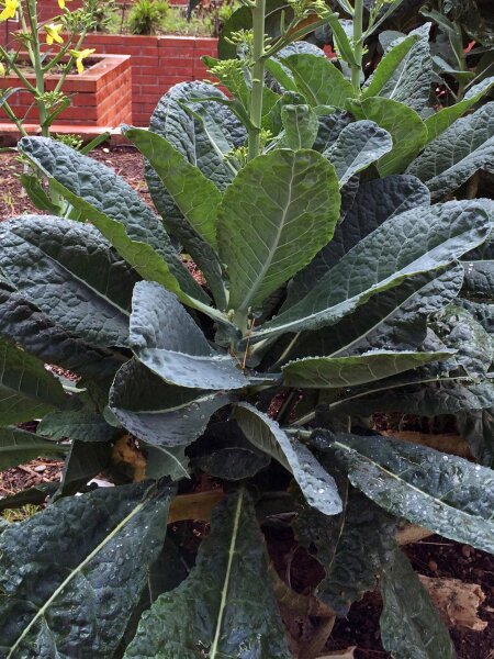 Superfoods uit eigen tuin - kweek je eigen gezonde superplanten