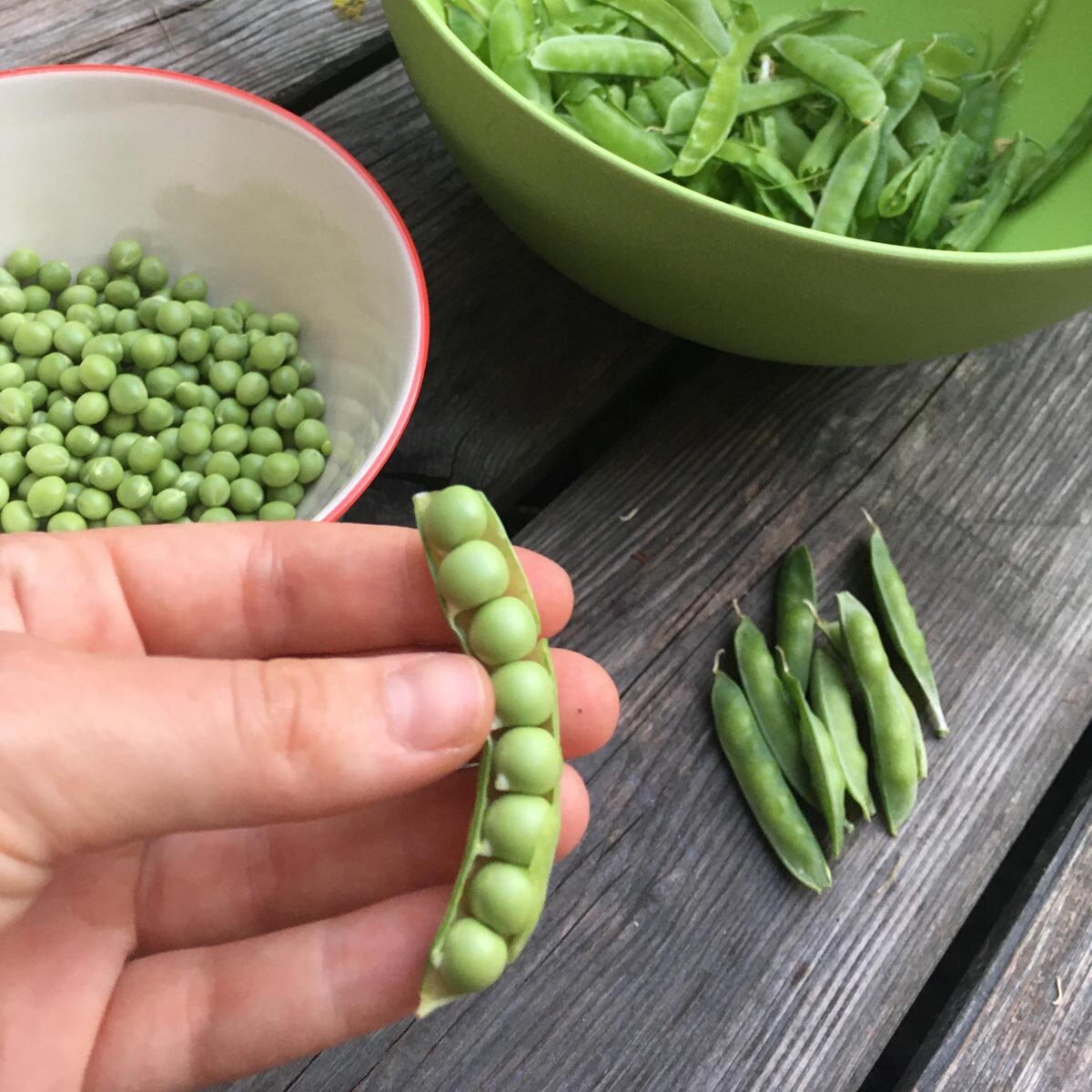 Peultjes 'Vroege Hendriks' (Pisum sativum) bio zaad