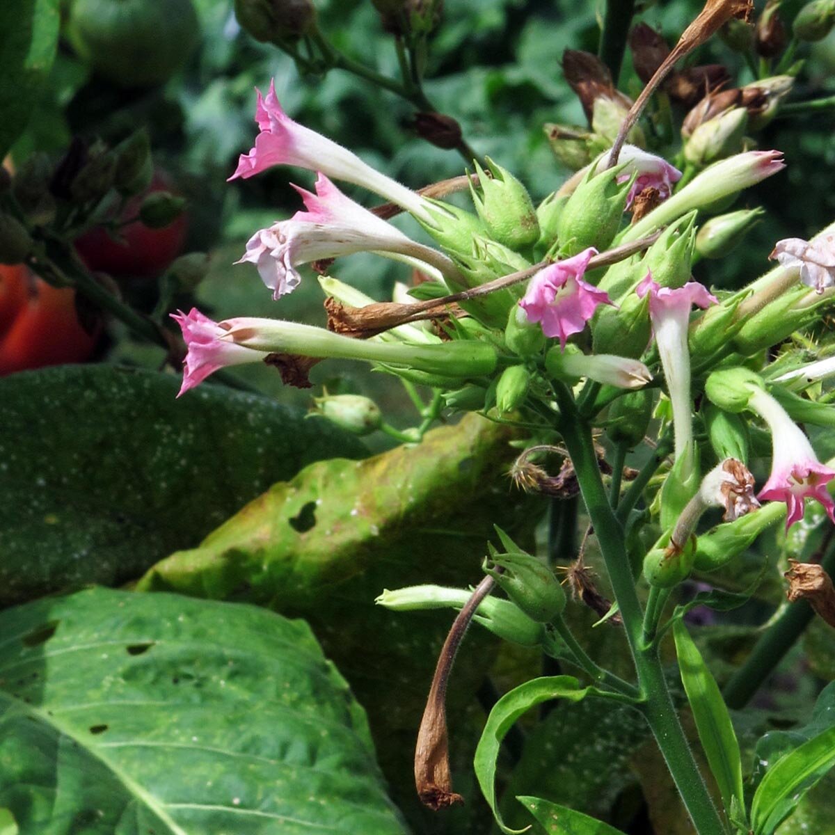 Virginia tabak 'Virginia Gold' (Nicotiana tabacum) bio zaad