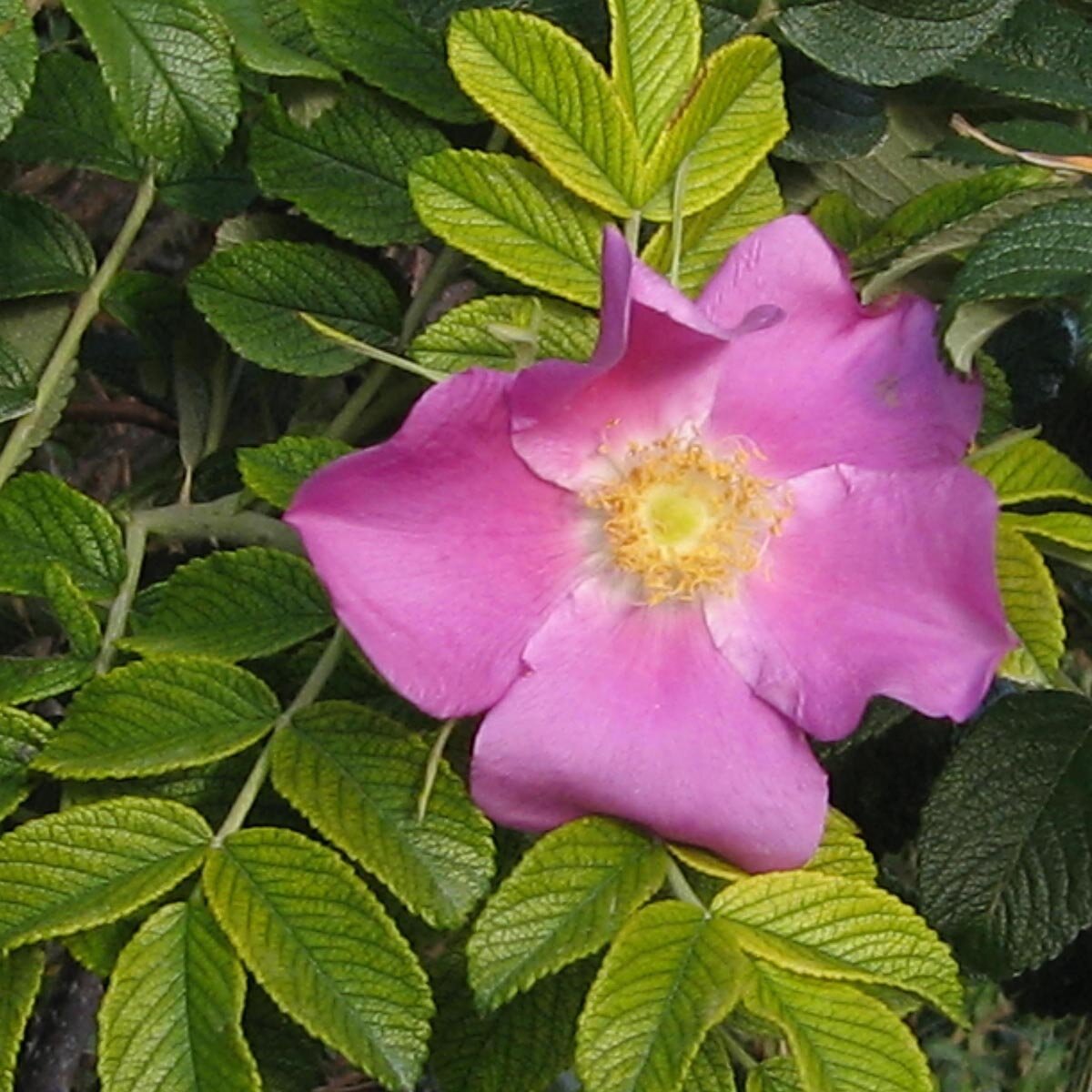 Rimpelroos (Rosa rugosa) zaden
