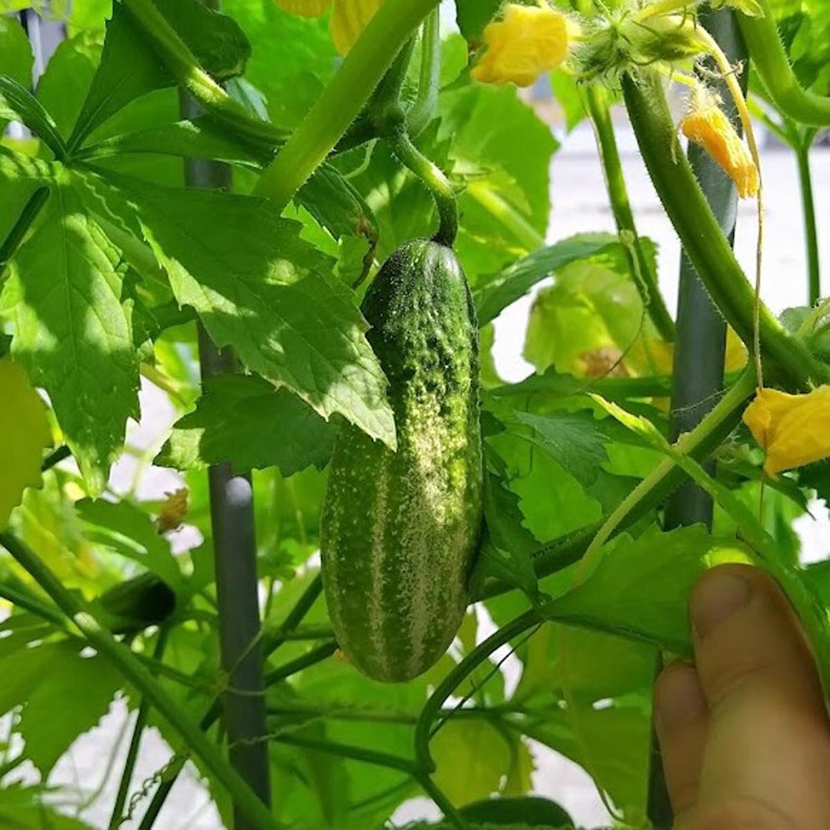 Augurk 'Vorgebirgstrauben' (Cucumis sativus) bio zaad