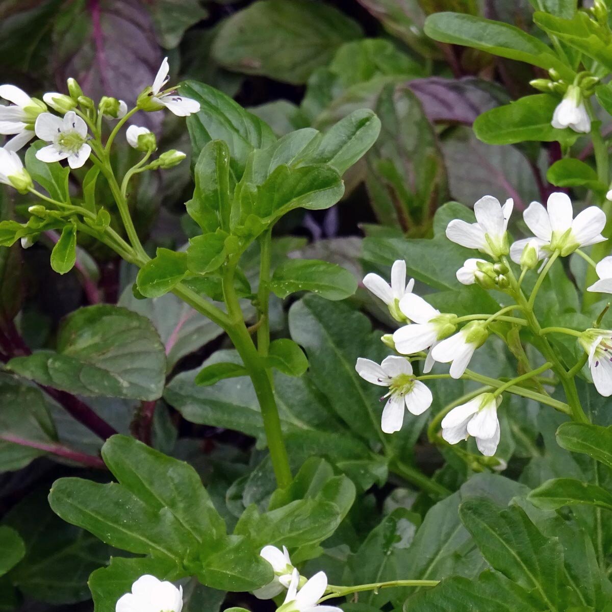 Witte waterkers (Nasturtium officinale) bio zaad