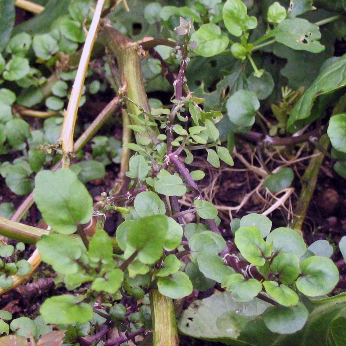 Witte waterkers (Nasturtium officinale) bio zaad