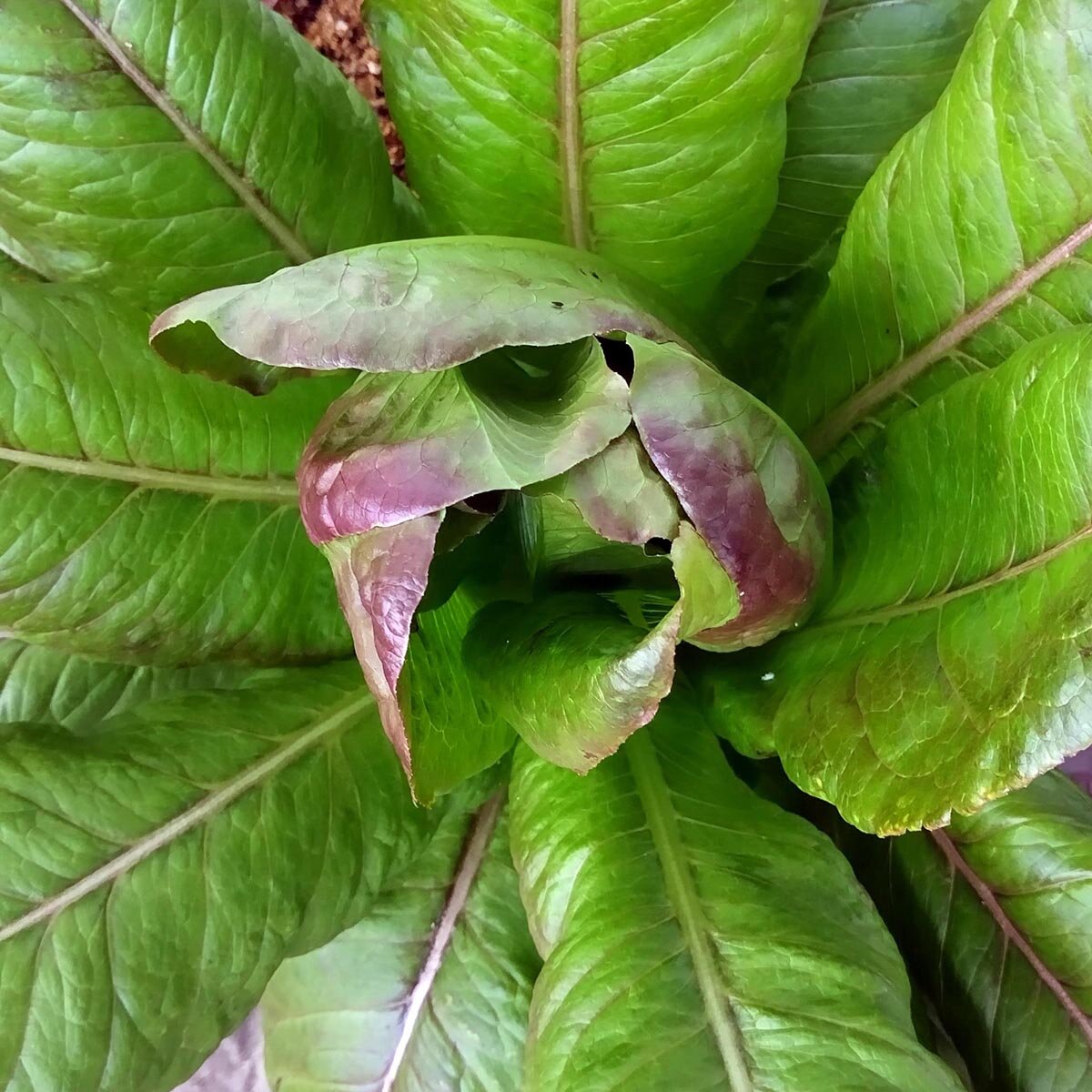 Romaine sla 'Romaine Red Cos' (Lactuca sativa) bio - ca. 80 zaden