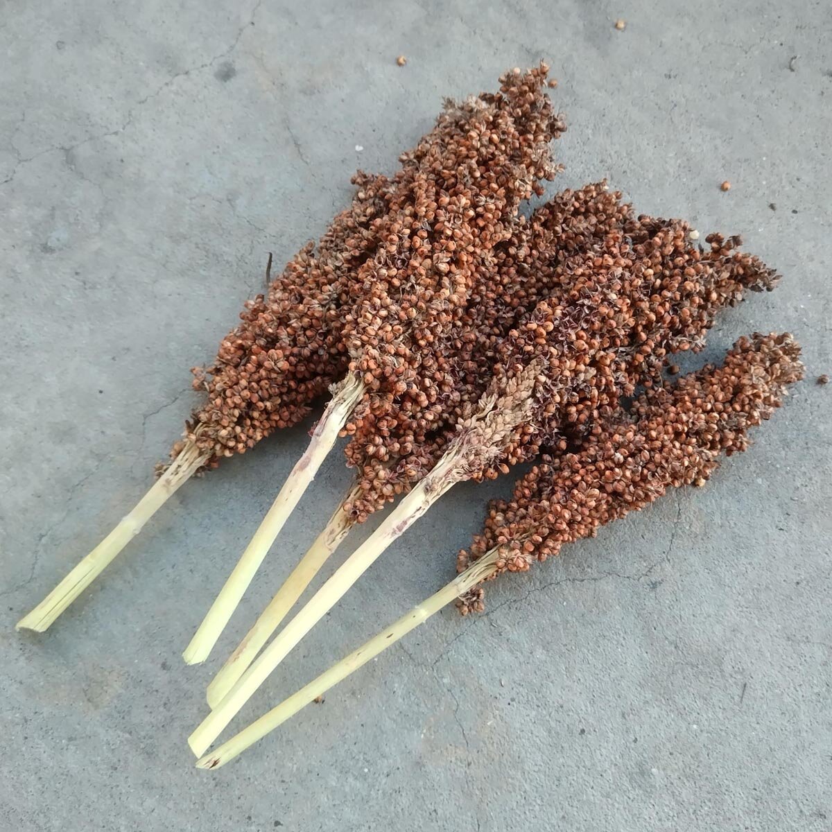 Suiker-sorghum (Sorghum bicolor) zaden