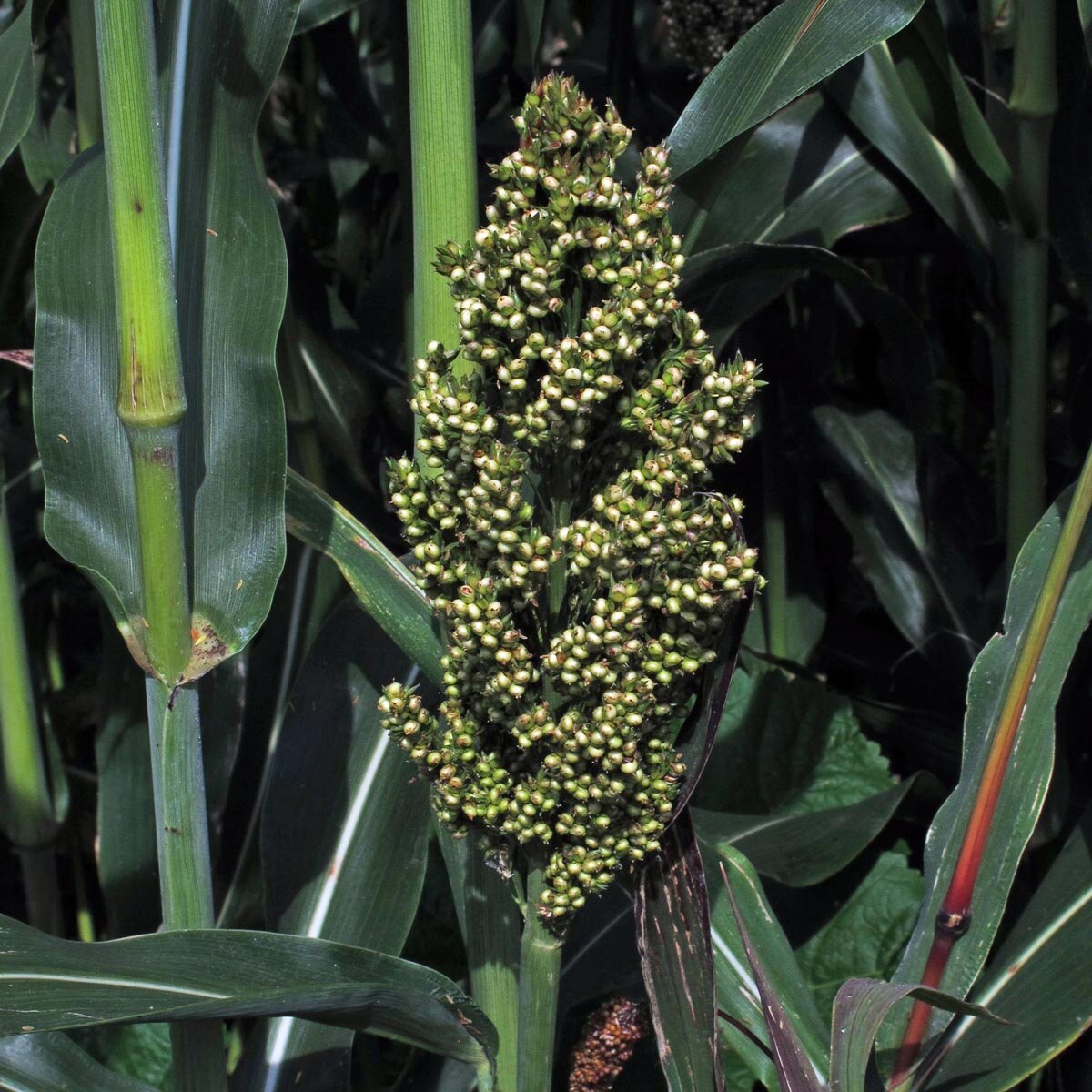 Suiker-sorghum (Sorghum bicolor) zaden