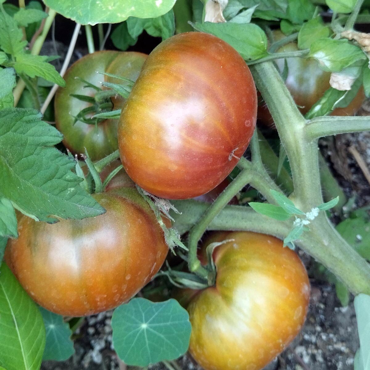Tomaat 'Tschernij Prins' (Solanum lycopersicum) bio zaad