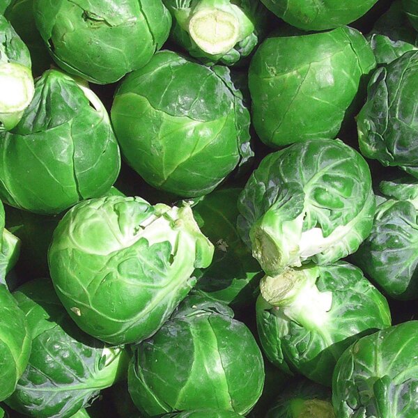 Spruitkool 'Groninger' (Brassica oleracea var. gemmifera) bio zaad