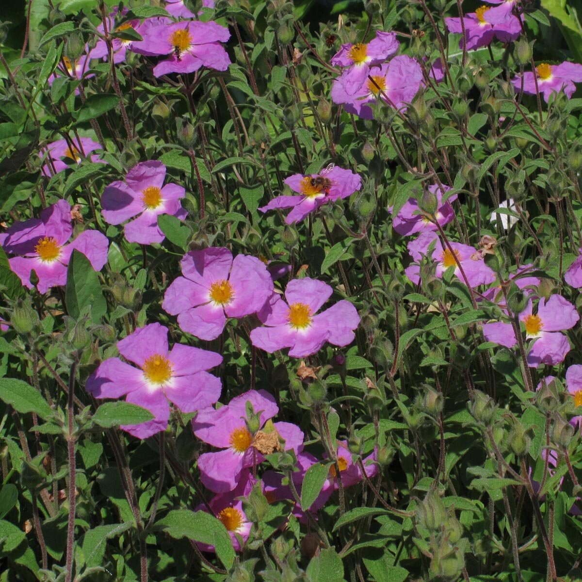 Kretenzische cistus (Cistus incanus ssp. tauricus) zaden