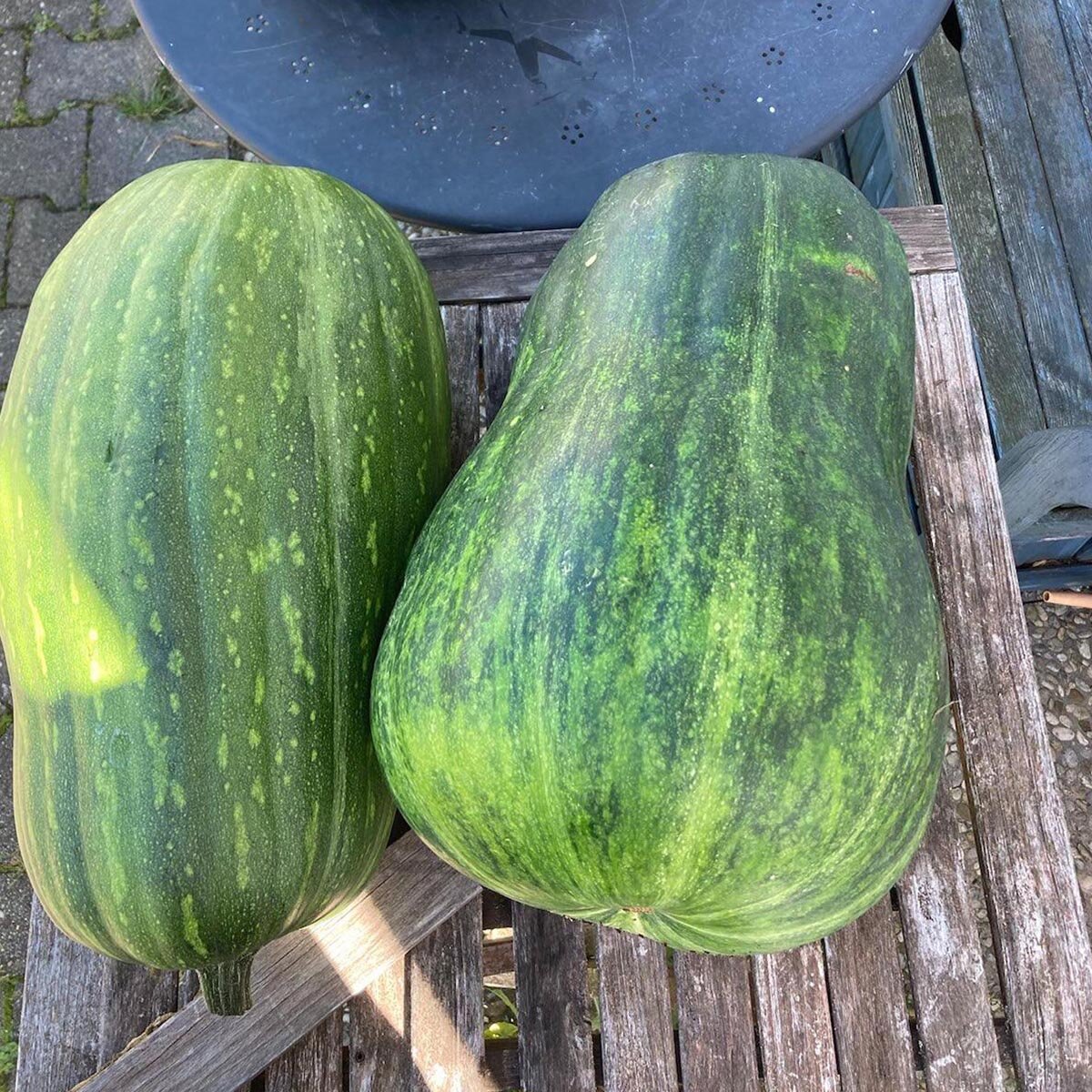 Pompoen 'Langer van Napels' (Cucurbita moschata) bio zaad