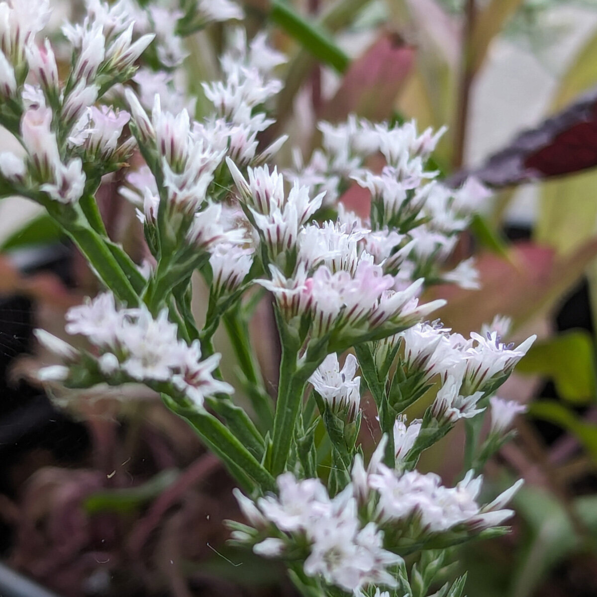 Duitse statice / lamsoor (Limonium tataricum) zaden