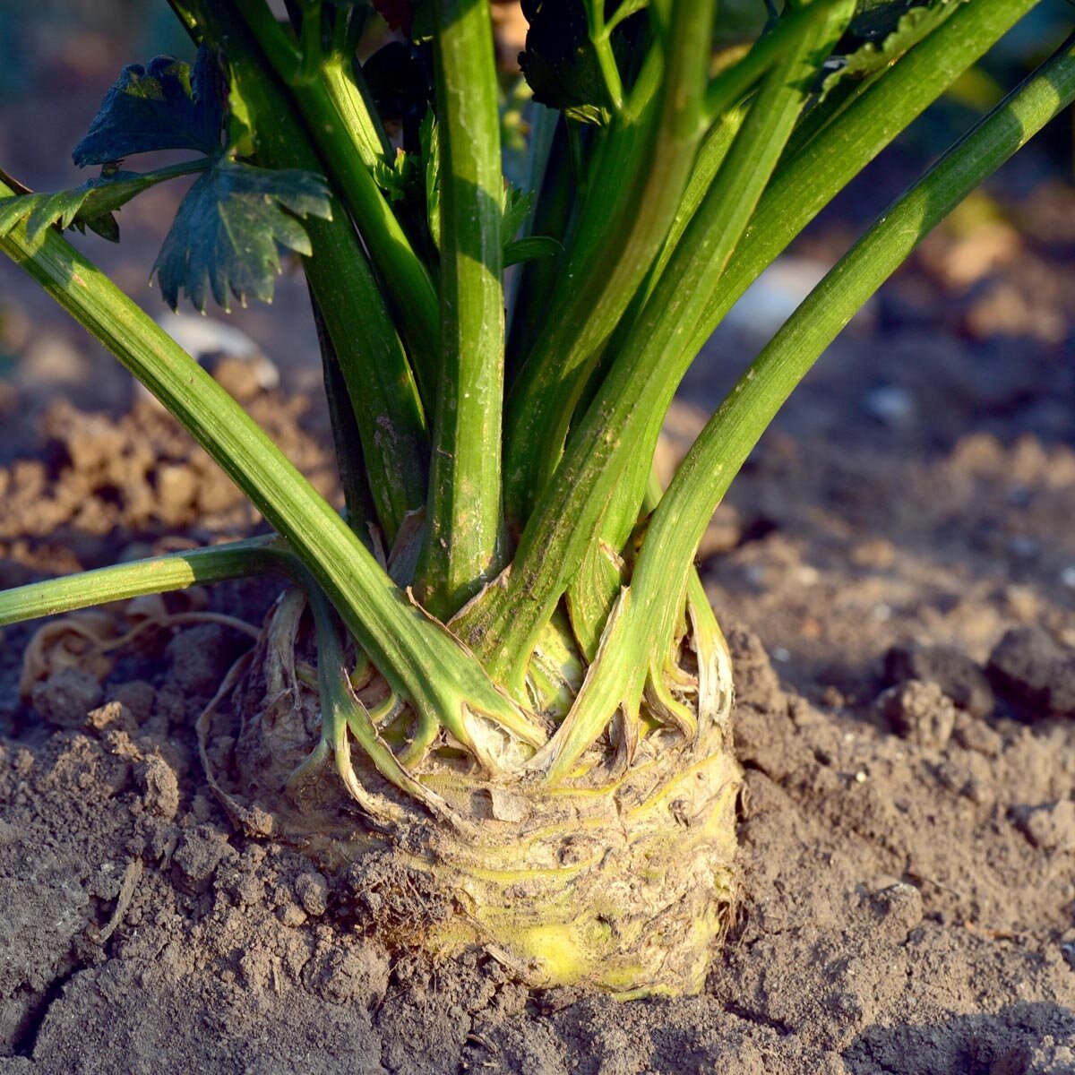 Knolselderij 'Roem van Zwijndrecht' (Apium graveolens) bio