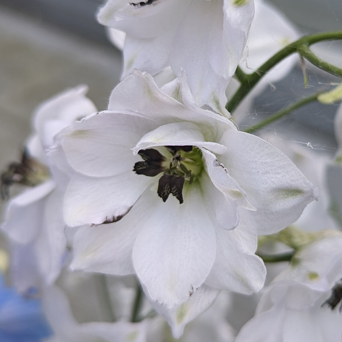 Pacifische hoge ridderspoor 'Magic Fountains-White, Dark Bee' (Delphinium cultorum) zaden