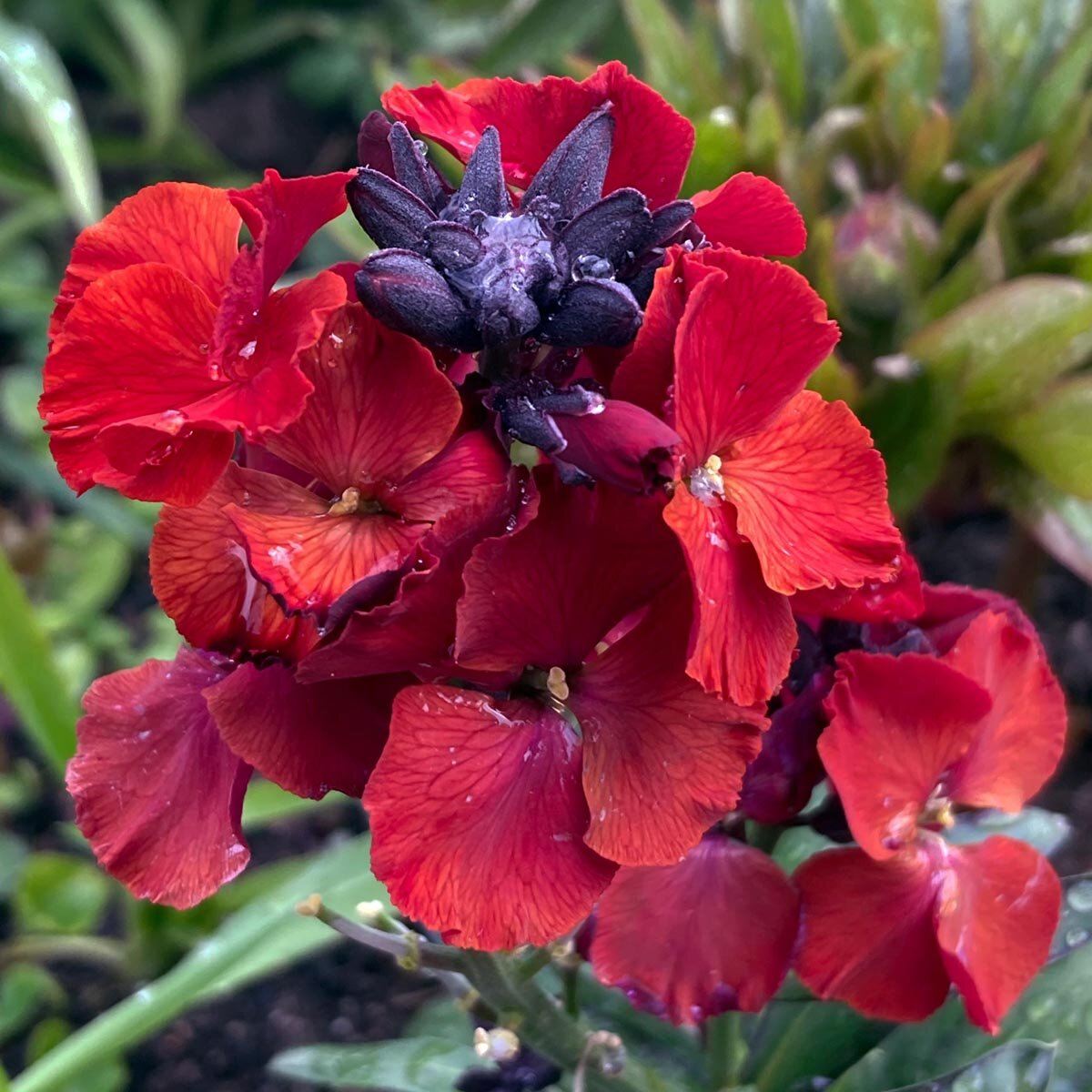 Muurbloem 'Scarlet Emperor' (Erysimum cheiri) zaden
