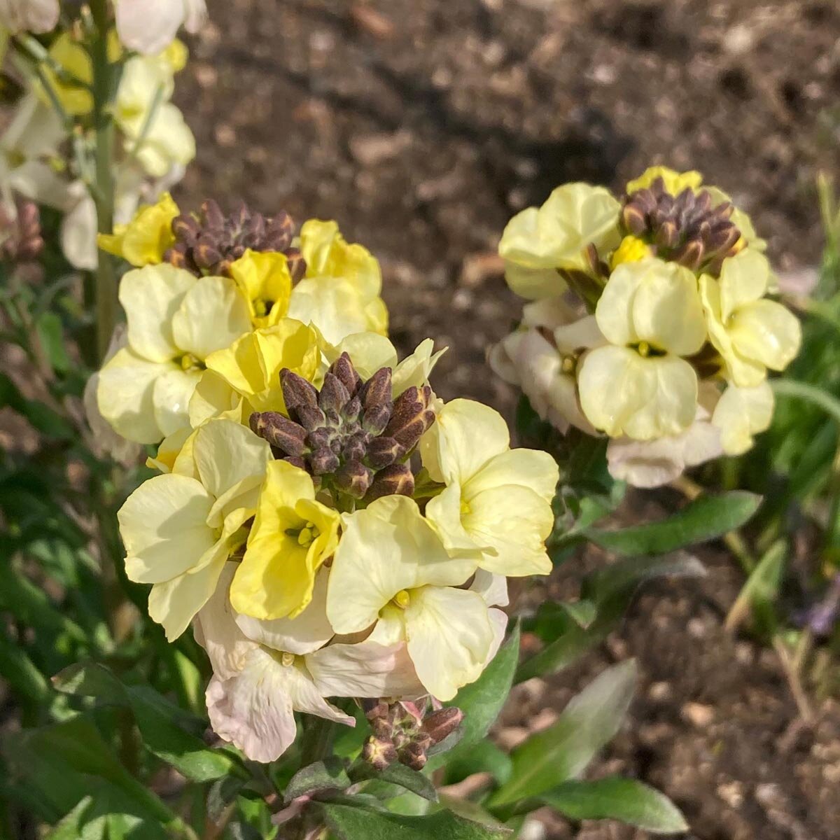 Muurbloem 'Ivory White' (Erysimum cheiri) zaden