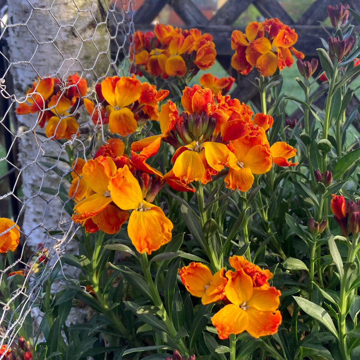 Muurbloem 'Goliath Brown' (Erysimum cheiri) zaden