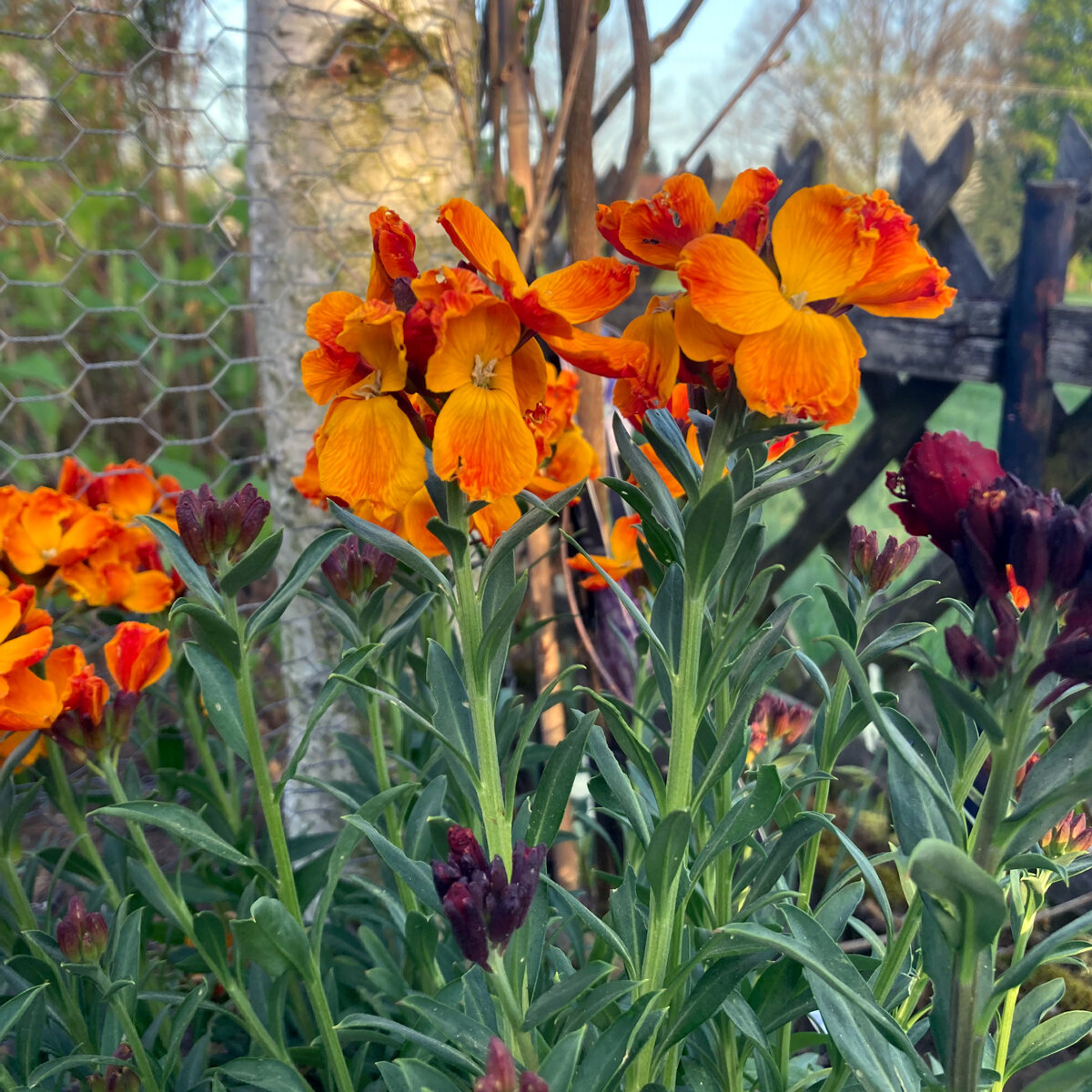 Muurbloem 'Goliath Brown' (Erysimum cheiri) zaden