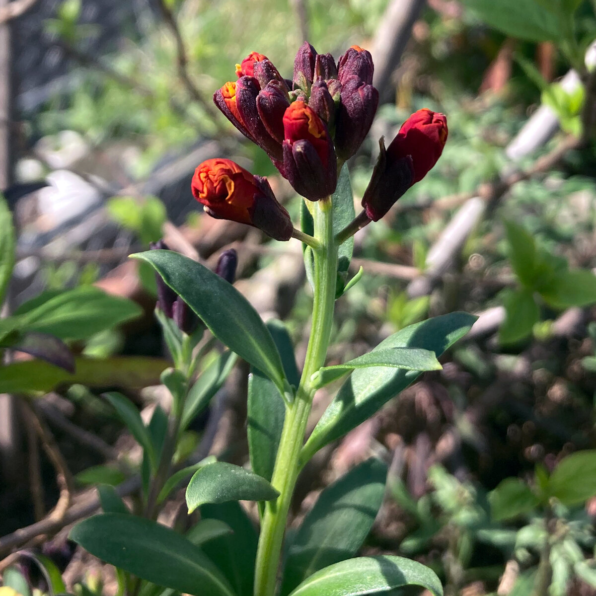Muurbloem 'Goliath Brown' (Erysimum cheiri) zaden