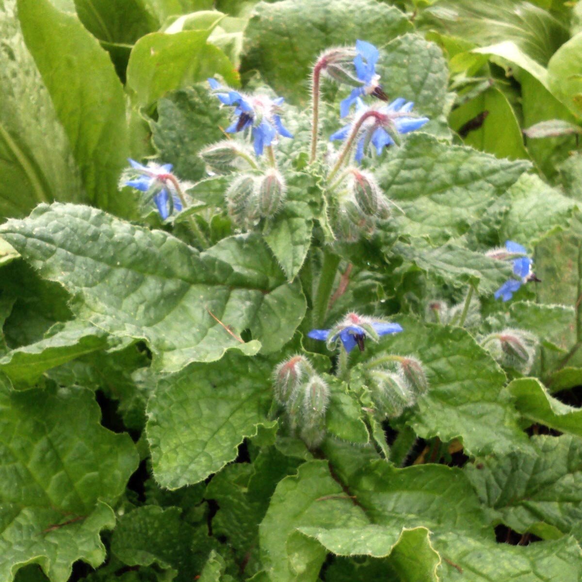 Bernagie (Borago officinalis) zaden