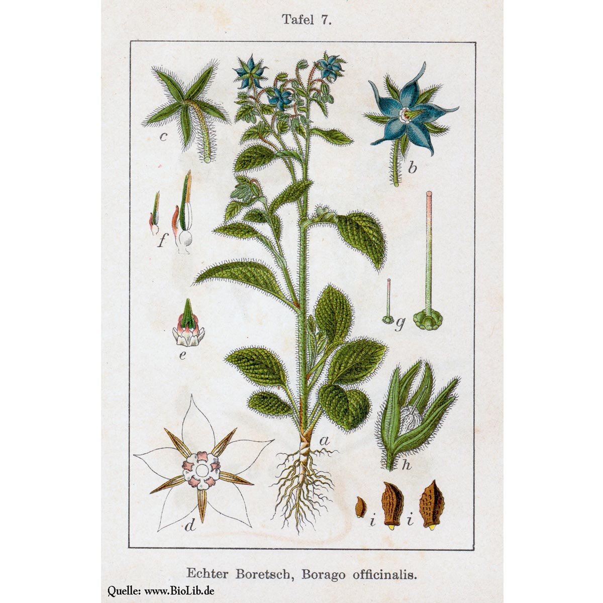 Bernagie (Borago officinalis) zaden