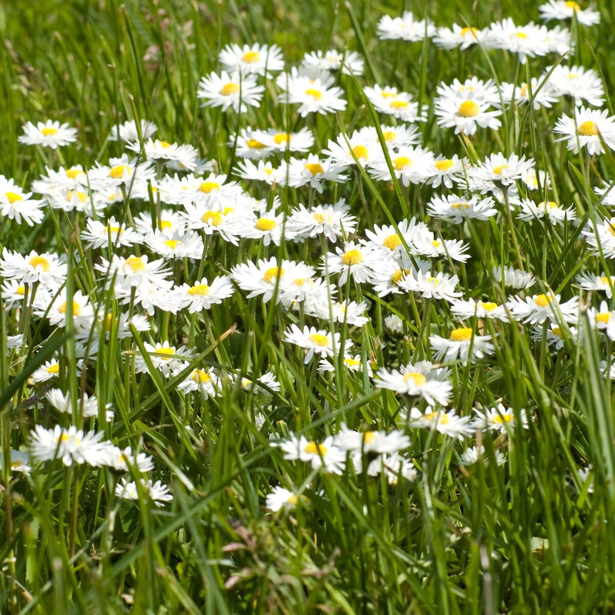 Madeliefje (Bellis perennis) duizendschoon margrietje 1000 zaden
