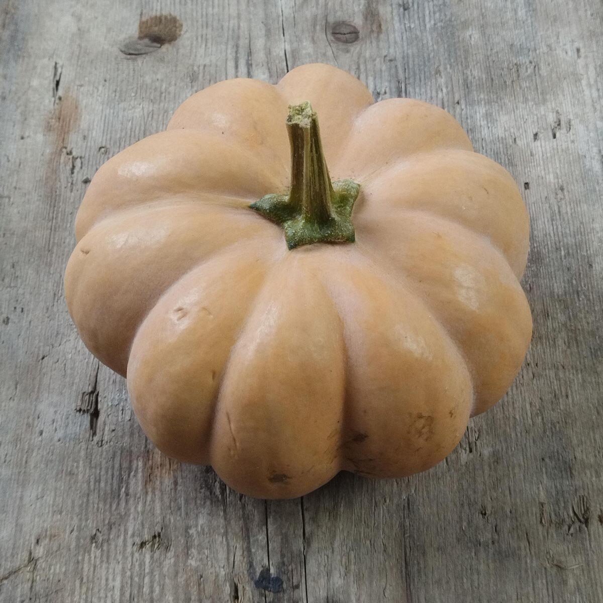 Muskaatpompoen 'Muscade de Provence' (Cucurbita moschata) zaden