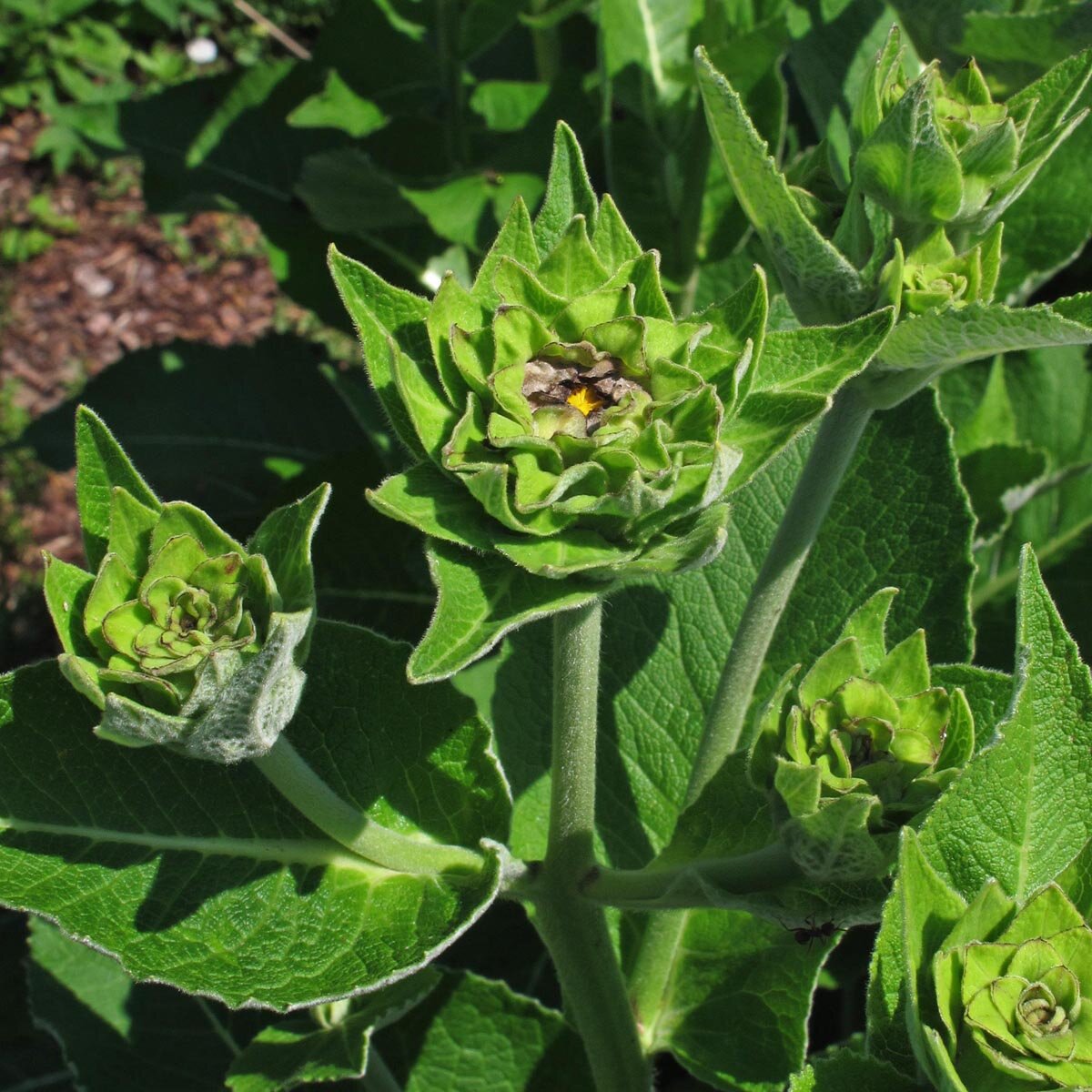 Griekse alant (Inula helenium) zaden