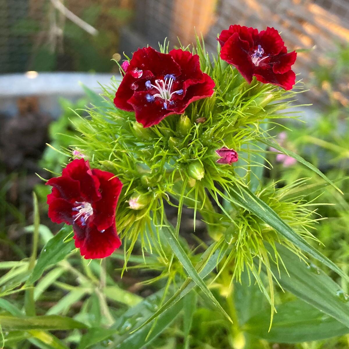 Duizendschoon 'Sweet William' (Dianthus barbatus) zaden