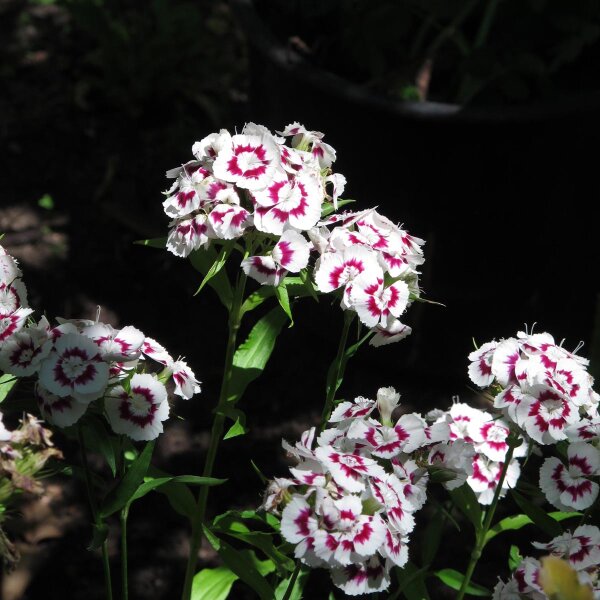 Duizendschoon 'Sweet William' (Dianthus barbatus) zaden