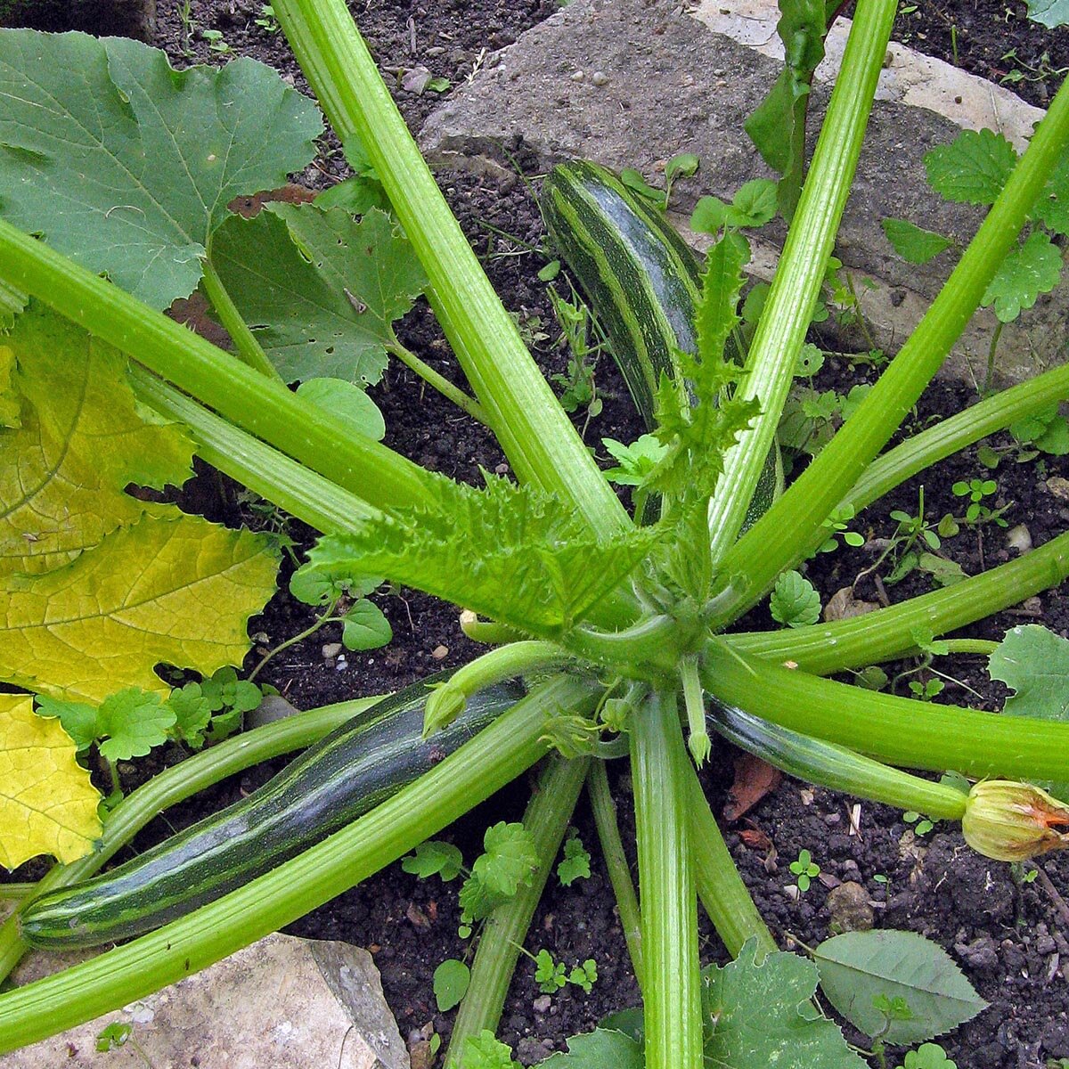 Courgette 'Cocozelle di Tripolis' (Cucurbita pepo) zaden