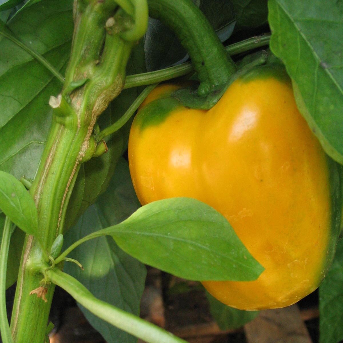 Gele paprika 'Quadrato D'asti Giallo' (Capsicum annuum) zaden