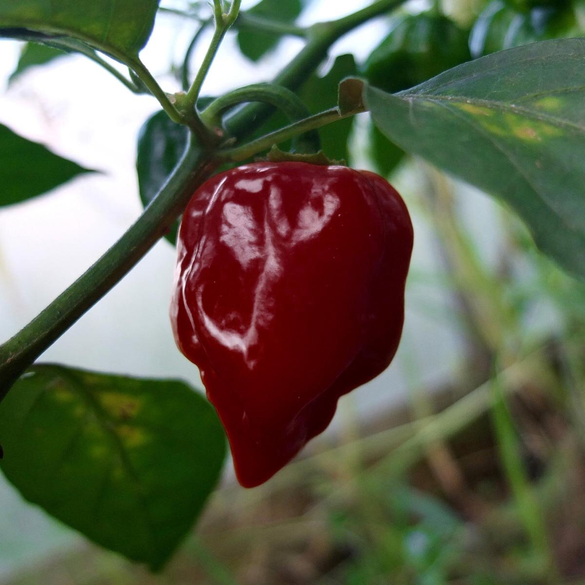 Chili 'Chocolate Habanero' (Capsicum chinense) zaden