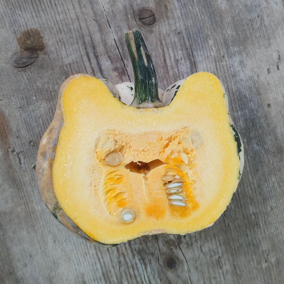 Klimpompoen 'Sweet Dumpling' (Cucurbita pepo) zaden