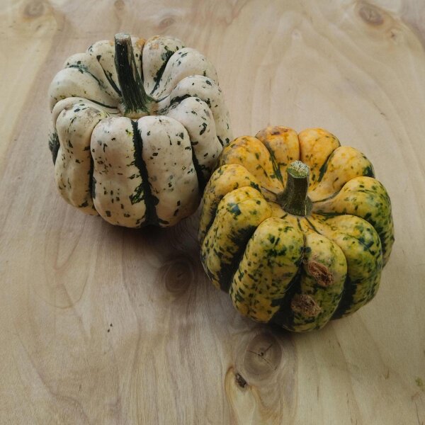 Klimpompoen 'Sweet Dumpling' (Cucurbita pepo) zaden