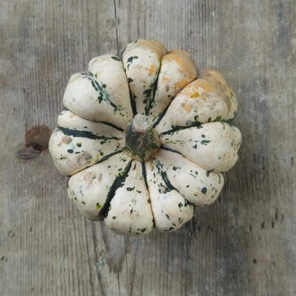 Klimpompoen 'Sweet Dumpling' (Cucurbita pepo) zaden