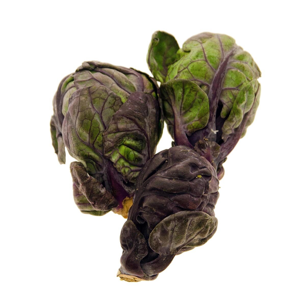 Paarse spruitkool 'Red Ball' (Brassica oleracea var.gemmifera) zaden