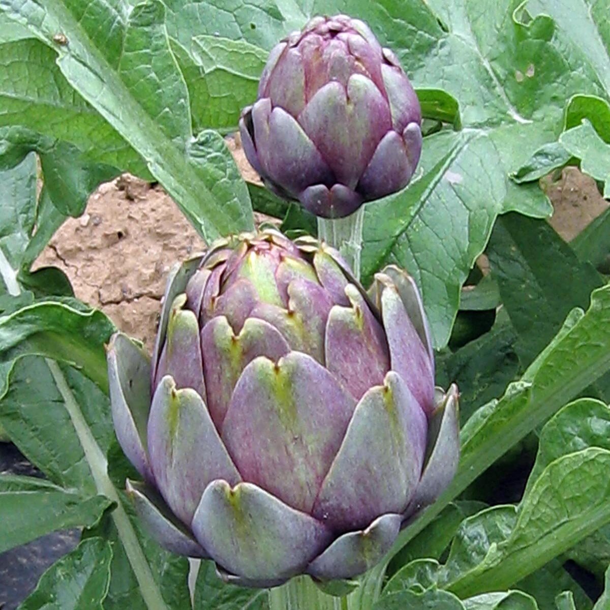 Paarse artisjok 'Violetto di Chioggia' (Cynara scolymus) zaden
