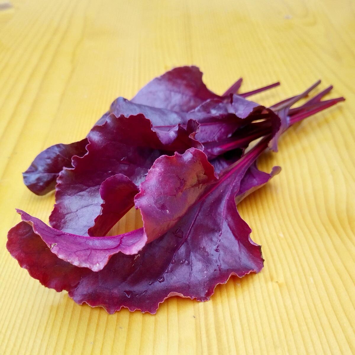 Rode biet 'Bull's Blood' (Beta vulgaris) zaden