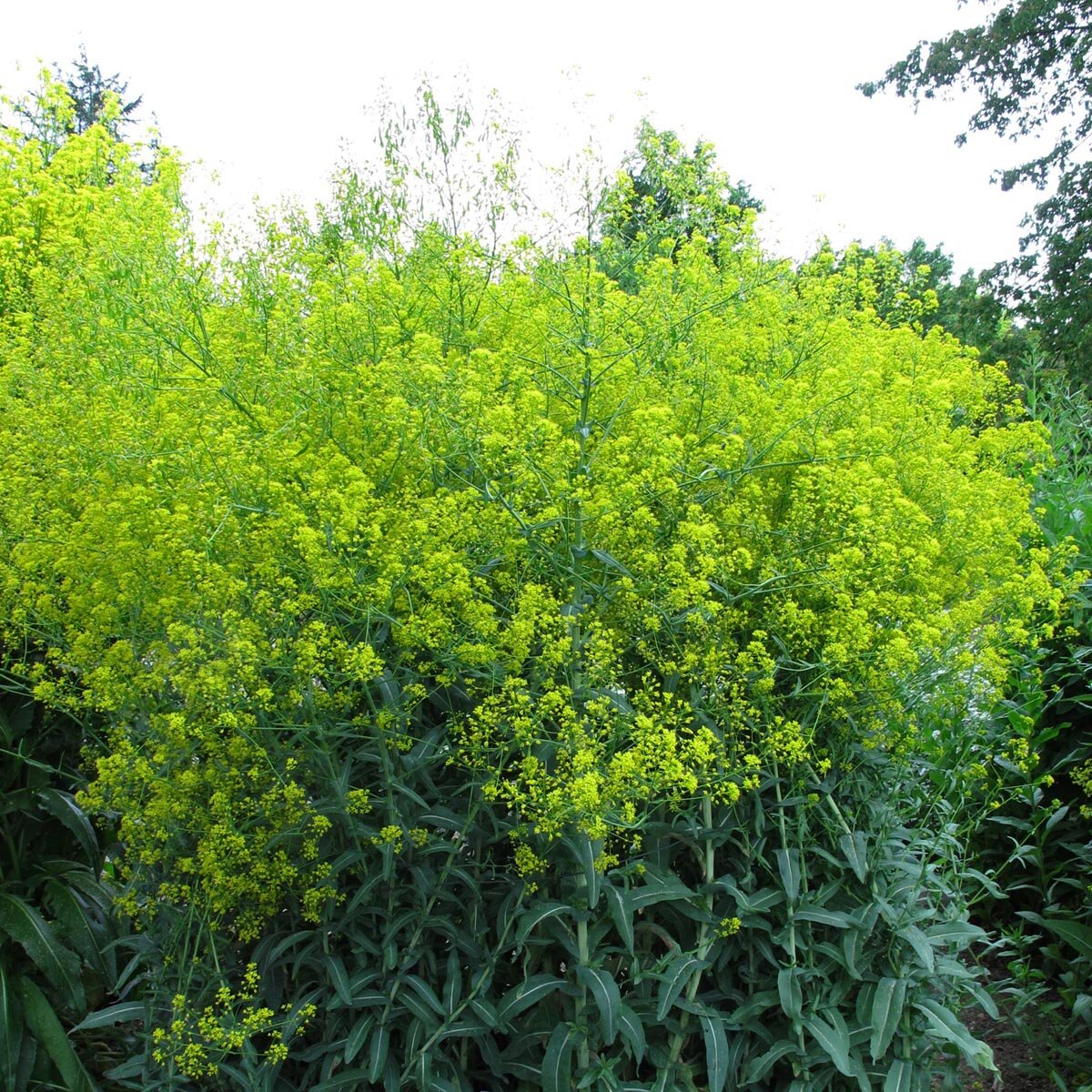 Wede (Isatis tinctoria) zaden