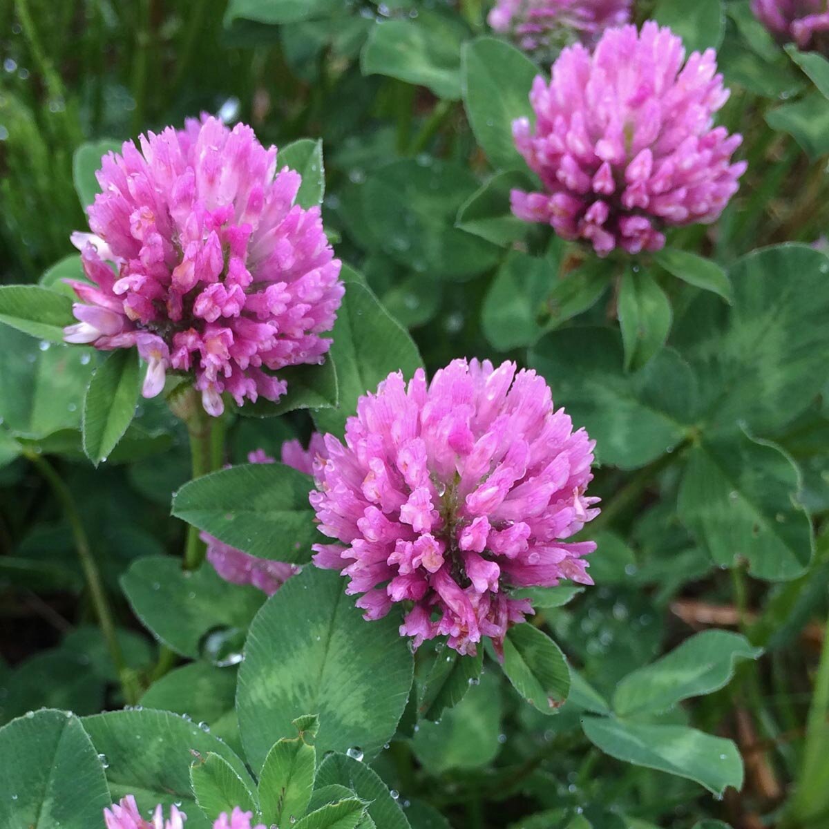 Rode klaver (Trifolium pratense)