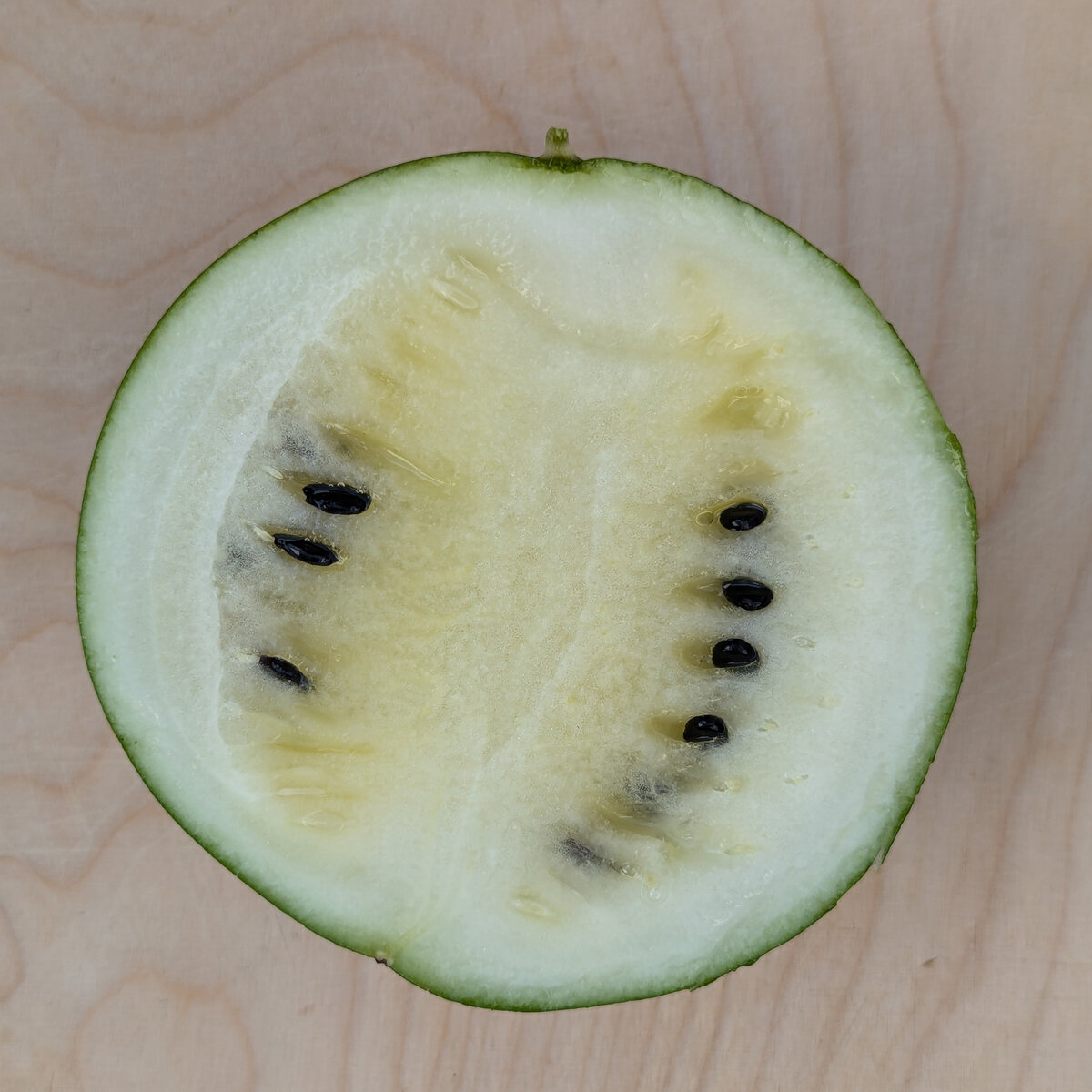 Watermeloen 'Cream of Saskatchewan' (Citrullus lanatus) zaden