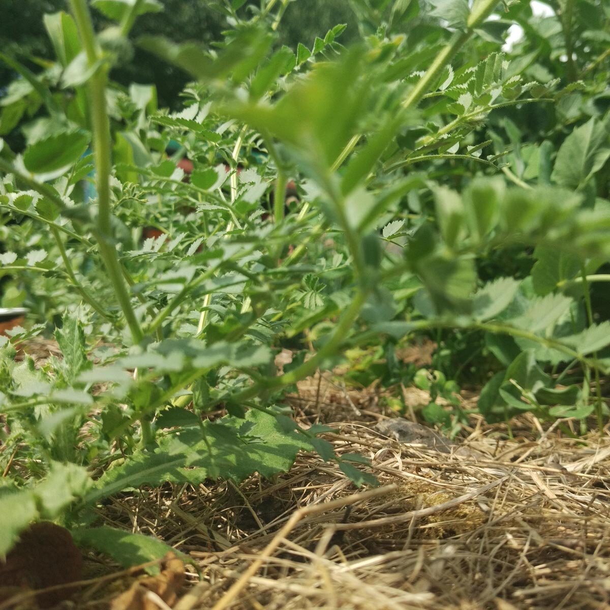 Kikkererwrt 'Ares' (Cicer arietinum) zaden