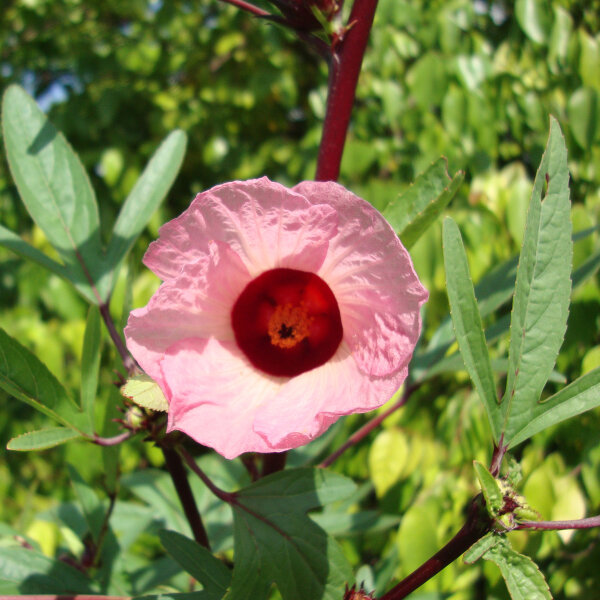 Roselle (Hibiscus sabdariffa) zaden