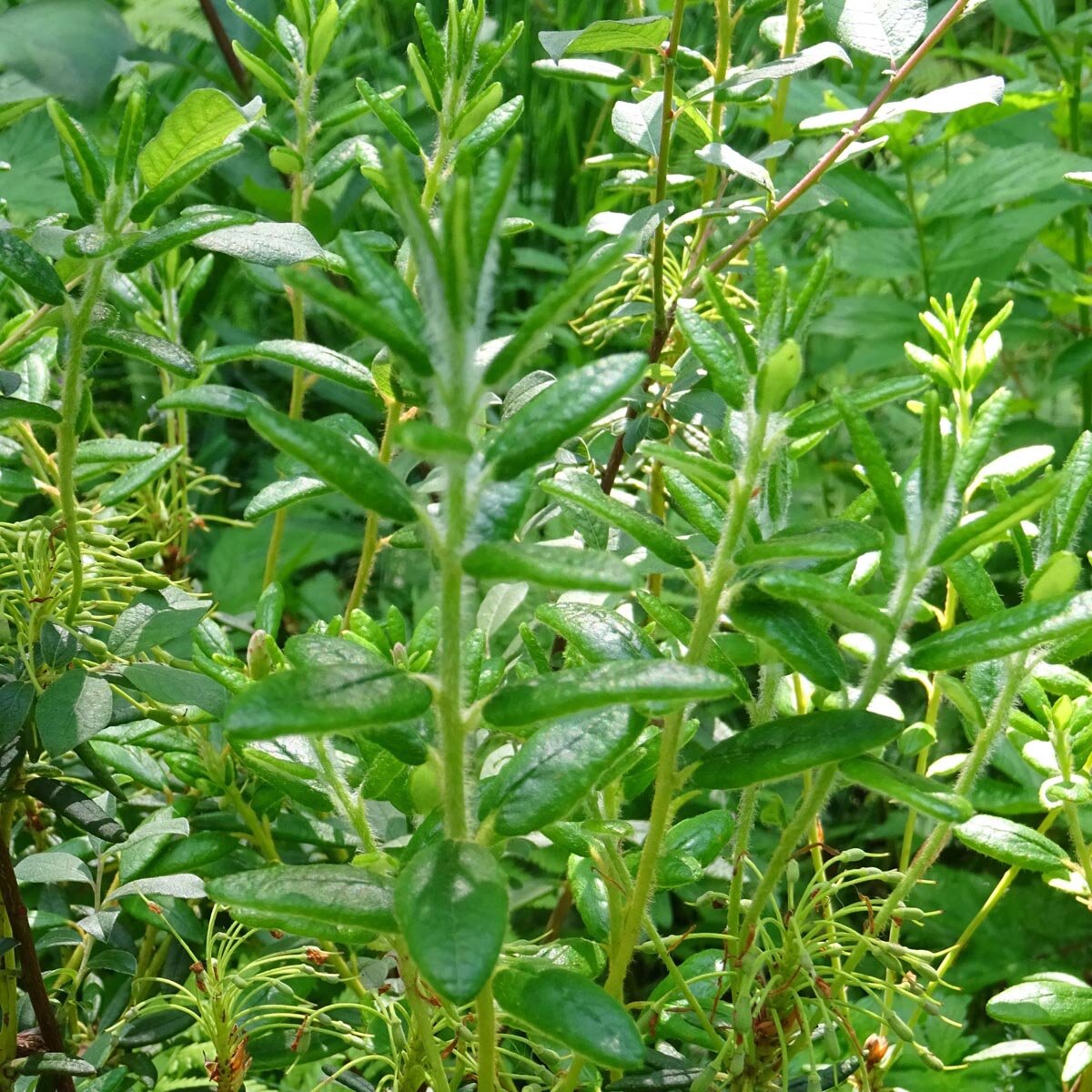 Wilde gagel (Myrica gale) zaden