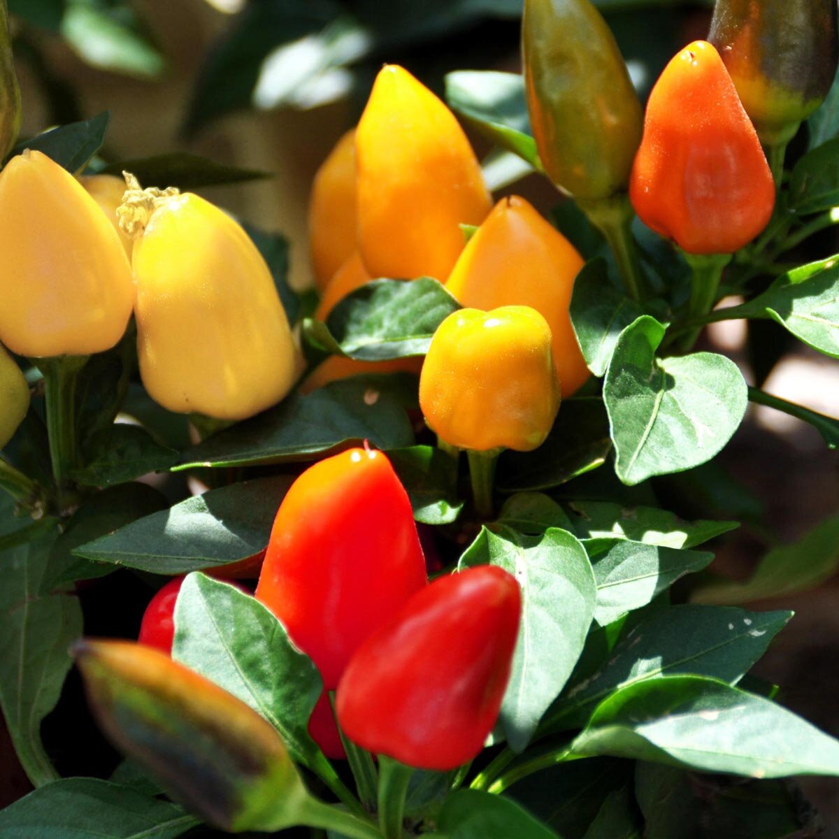 Aziatische chili 'Korean Hot' (Capsicum annuum) zaden