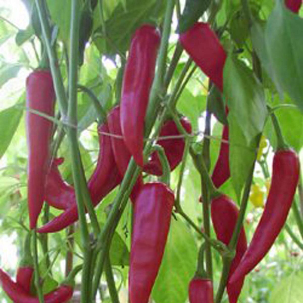 Capsicum Chilli / Capsicum In NEW W MART SUPERMARKET UAE Dubai | D4D